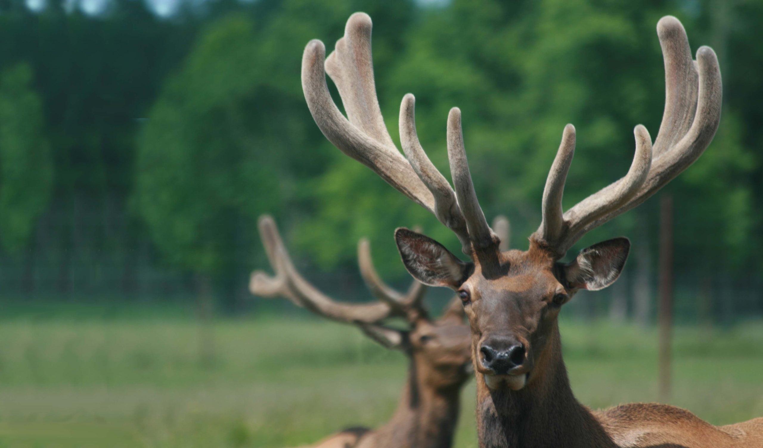 How Is Velvet Antler Harvested Wapiti Labs Inc